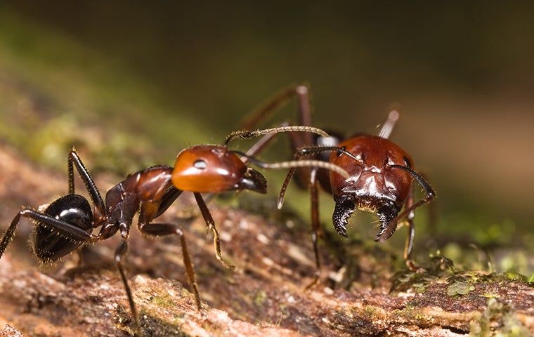 How To Get Rid Of Ants In Your Riverton Home | Tanner Pest Control