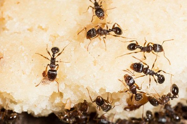 Riverton Homeowners' Guide To Effective Ant Prevention | Tanner Pest ...