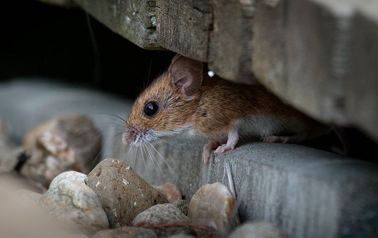How Dangerous Is It To Have Mice In My Riverton Home? | Tanner Pest Control